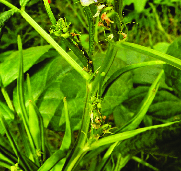 DIETARY FIBRE SUPPLEMENT – Chimiquephytokem